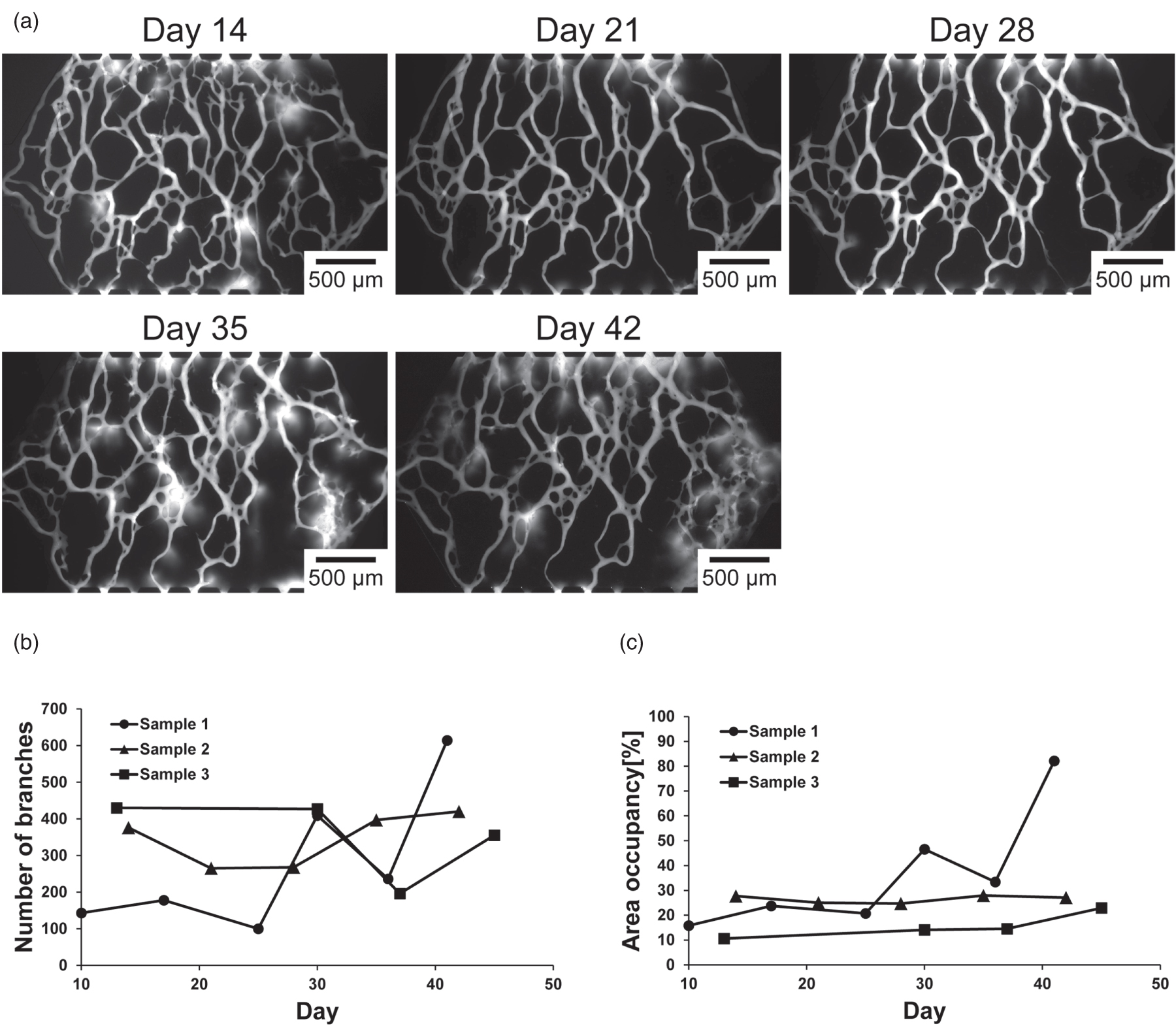 On-chip long-term perfusable microvascular network culture - IOPscience