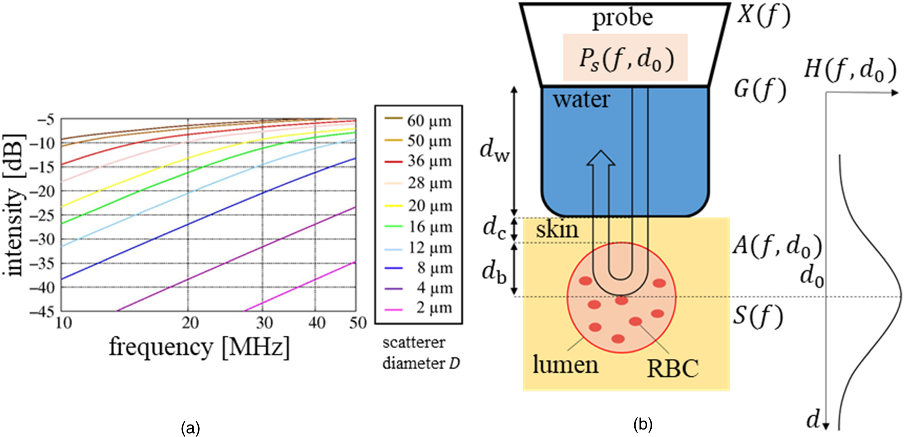 Estimation of aggregate size of red blood cell by introducing reference ...