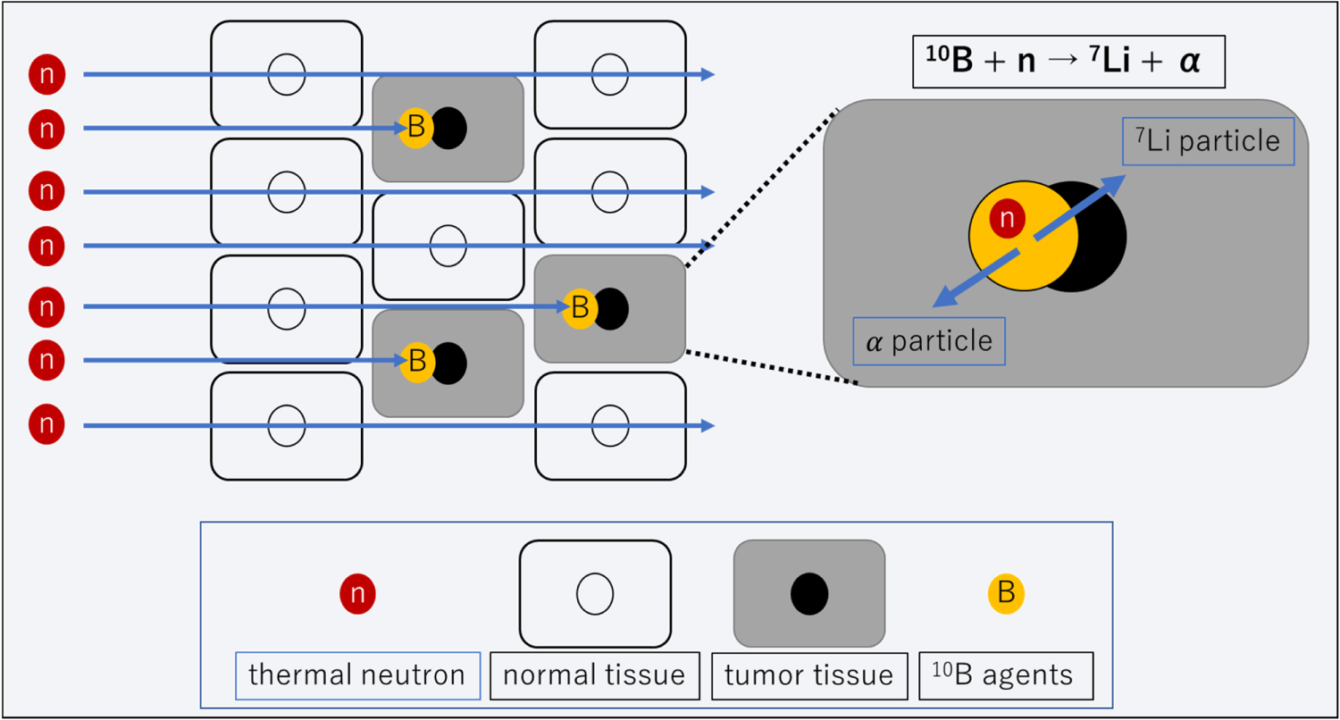 Measurements of γ-rays and neutrons in BNCT irradiation field using ...