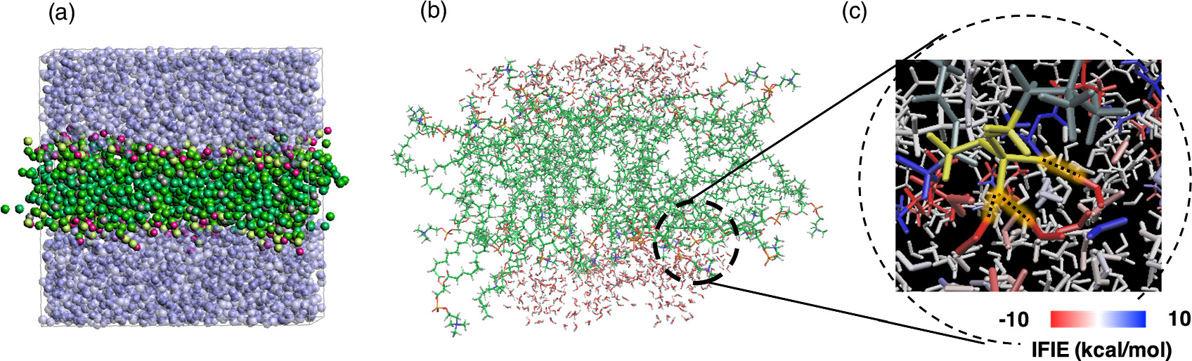 Development of reverse mapping system bridging dissipative particle ...