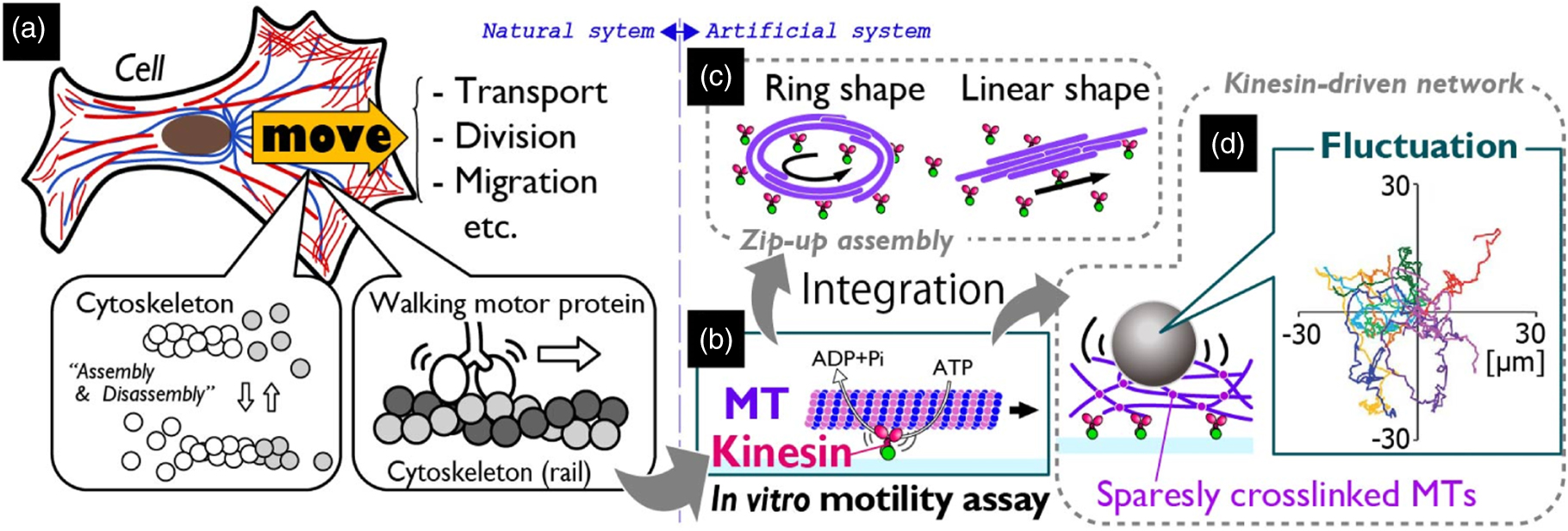 Integration of nanometric motor proteins towards a macroscopic power ...