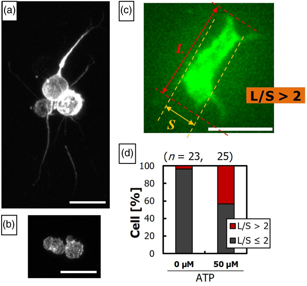 Integration of nanometric motor proteins towards a macroscopic power ...