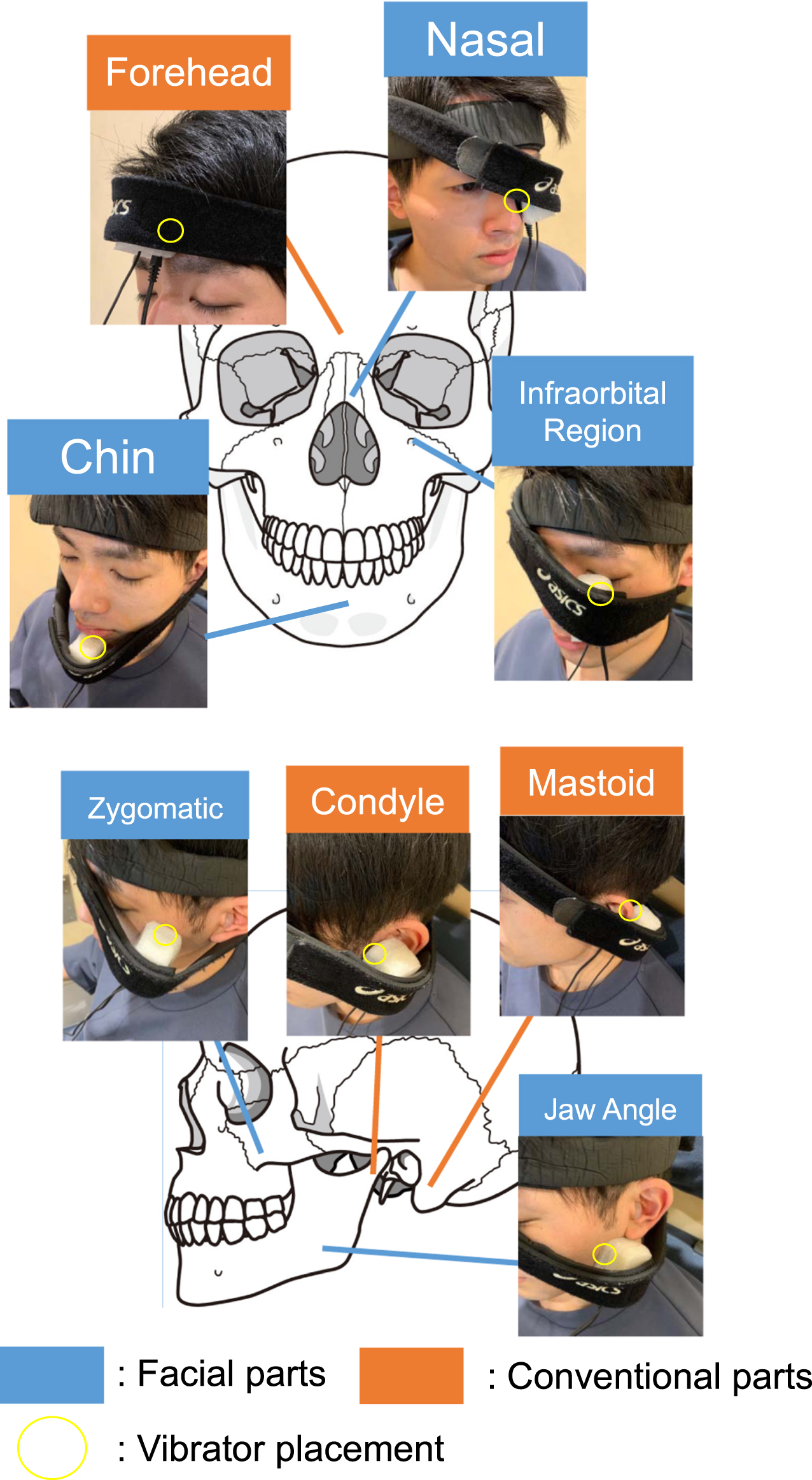 Basic perception and propagation characteristics of bone-conducted ...