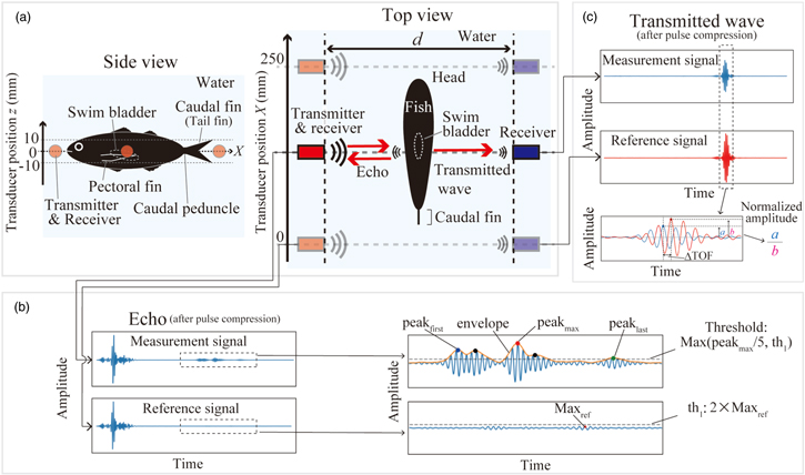 Detection of fish passing through a narrow path using reflected and ...
