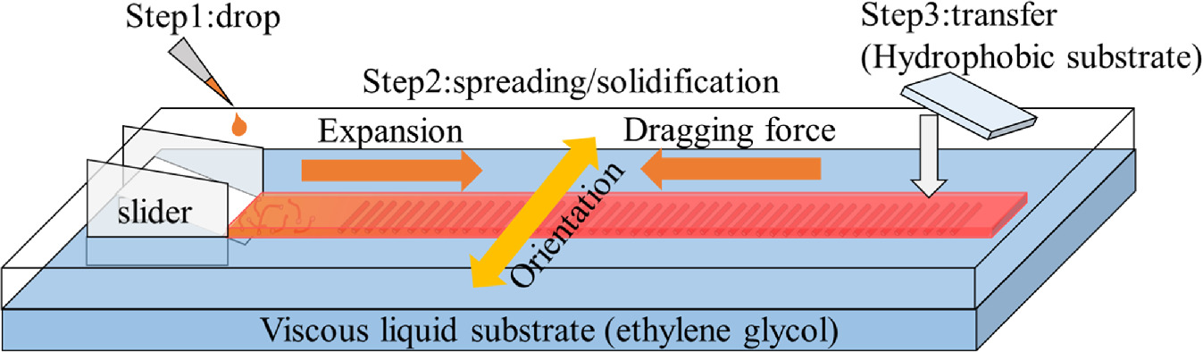 Polarized polymer light-emitting electrochemical cells using ...