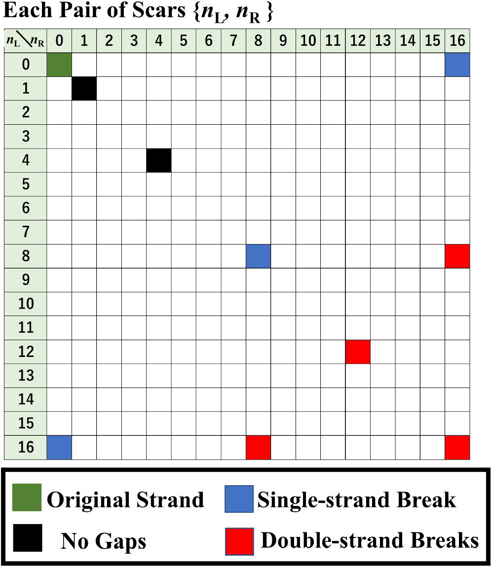 Reactive molecular dynamics simulation on DNA double-strand breaks ...