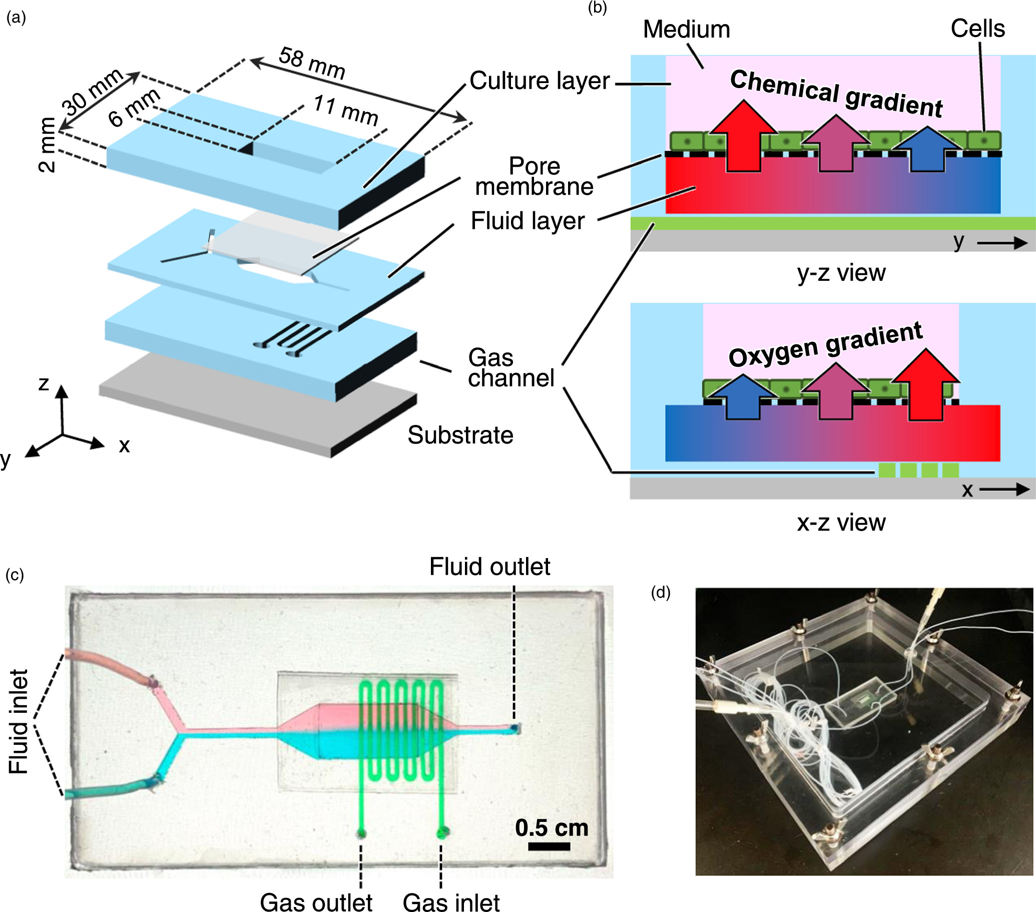 Three-dimensional microfluidic cell culture device that generates ...