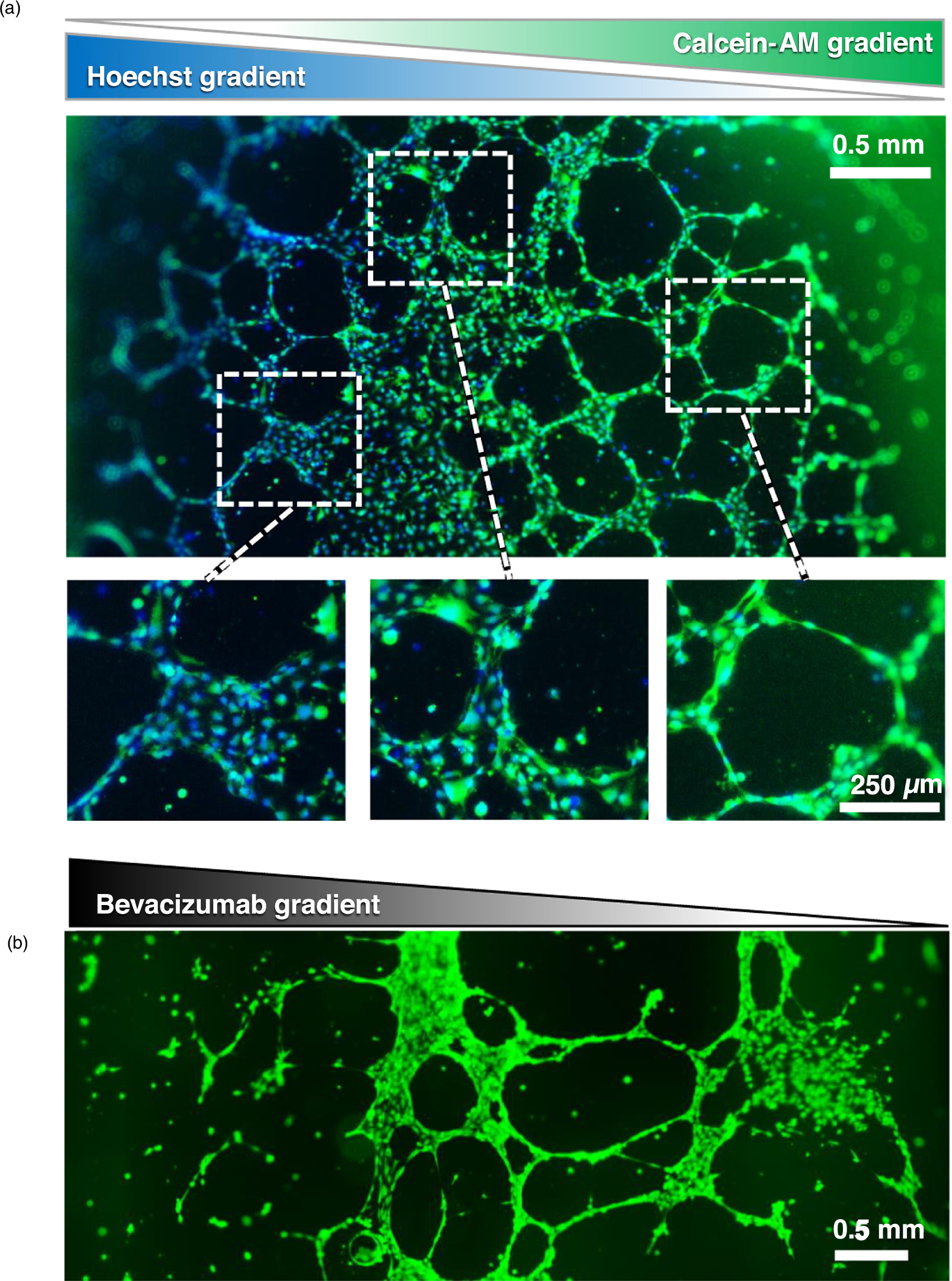 Three-dimensional microfluidic cell culture device that generates ...