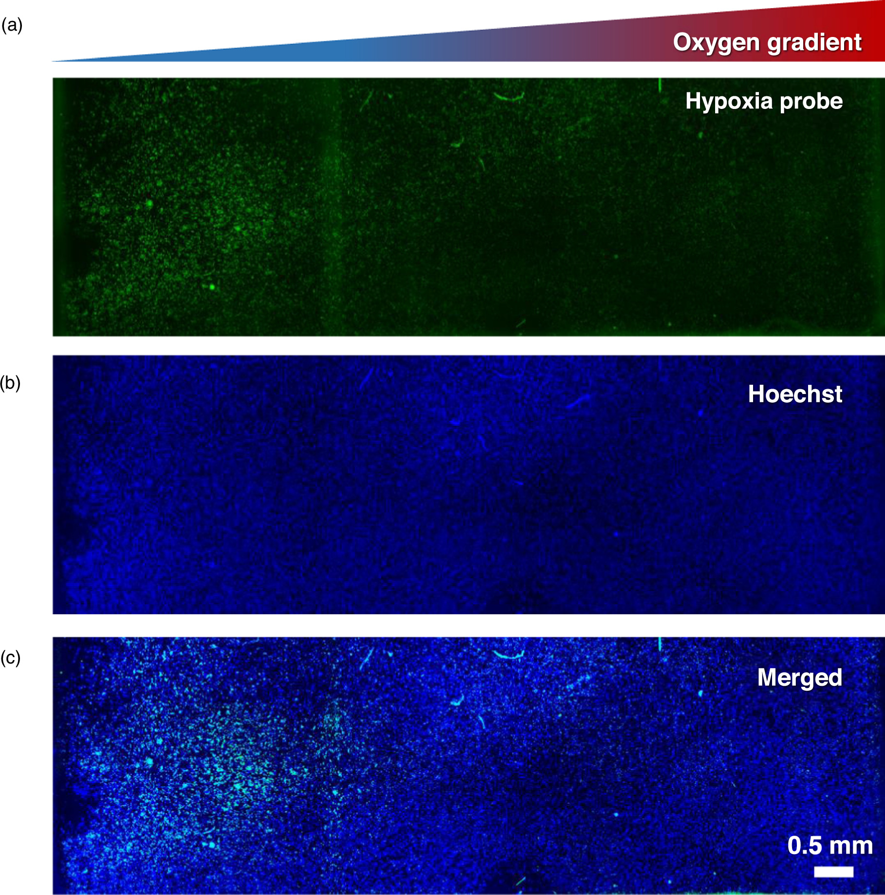 Three-dimensional microfluidic cell culture device that generates ...