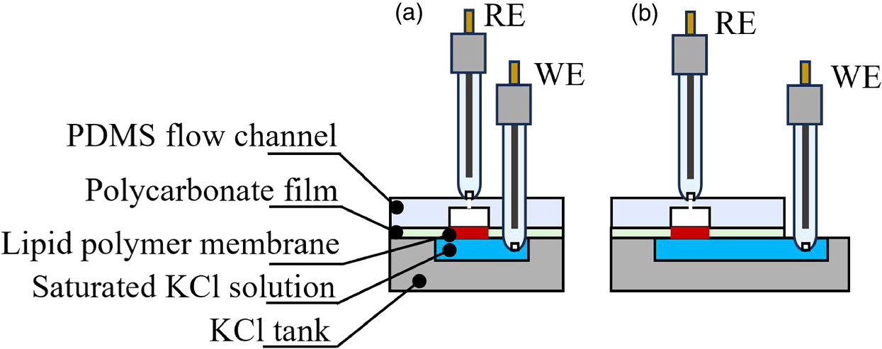 A microfluidic sensor for continuously measuring membrane potential ...