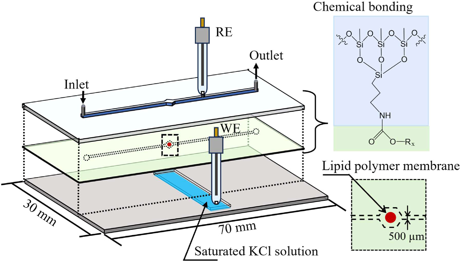 A microfluidic sensor for continuously measuring membrane potential ...