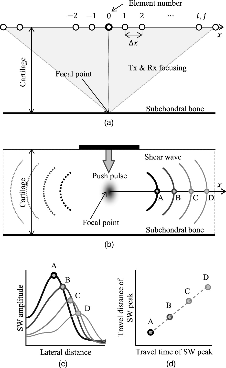 Preliminary study on cartilage tissue evaluation based on longitudinal ...