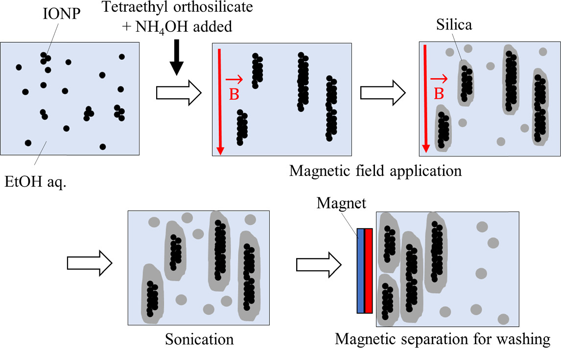 One-dimensional assemblies of magnetic iron-oxide nanoparticles ...