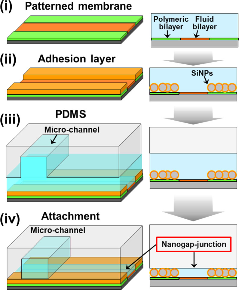Integrated model membrane for biophysical studies and biomedical ...