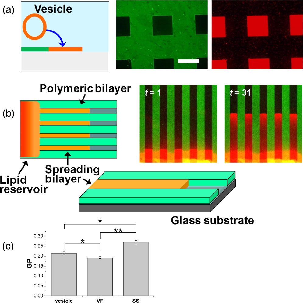 Integrated model membrane for biophysical studies and biomedical ...