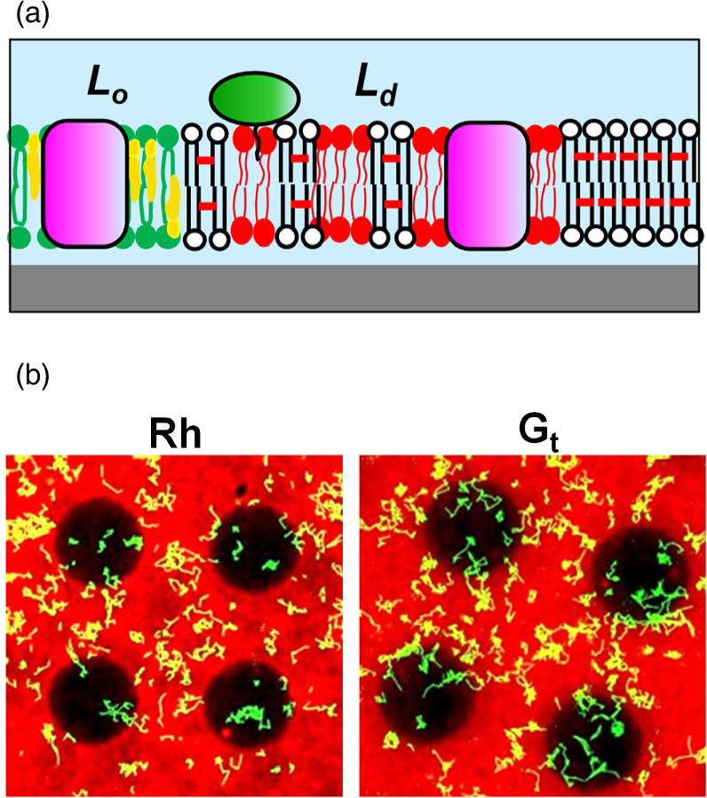 Integrated model membrane for biophysical studies and biomedical ...