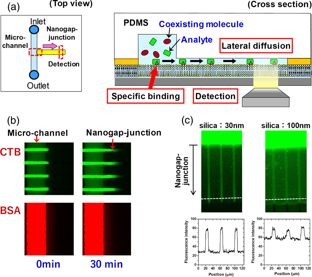 Integrated model membrane for biophysical studies and biomedical ...
