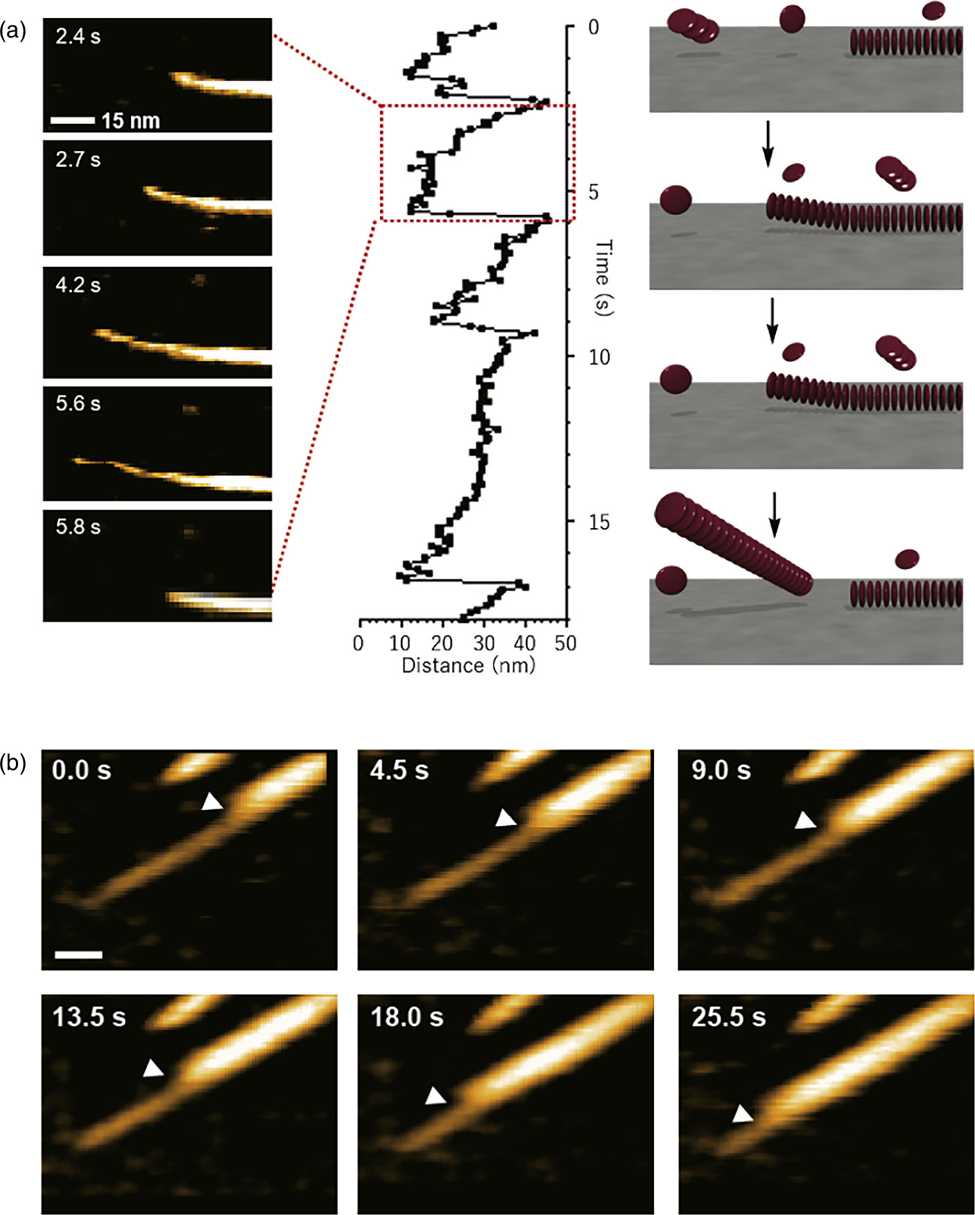 Application of high-speed atomic force microscopy in visualizing the ...