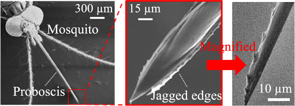 Fabrication of hollow microneedles with jagged edges mimicking ...
