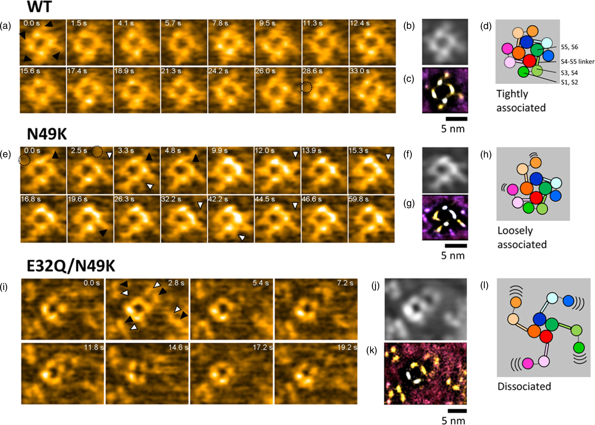 High-speed atomic force microscopy of ion channels - IOPscience