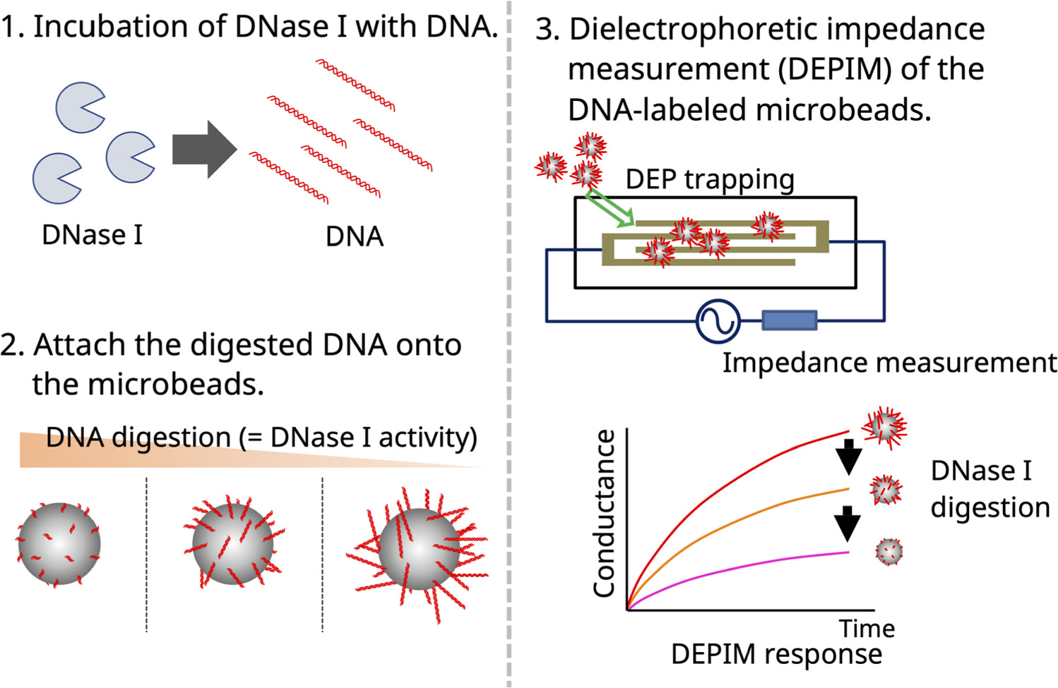 Simple and rapid detection of DNase I for diagnosing myocardial ...