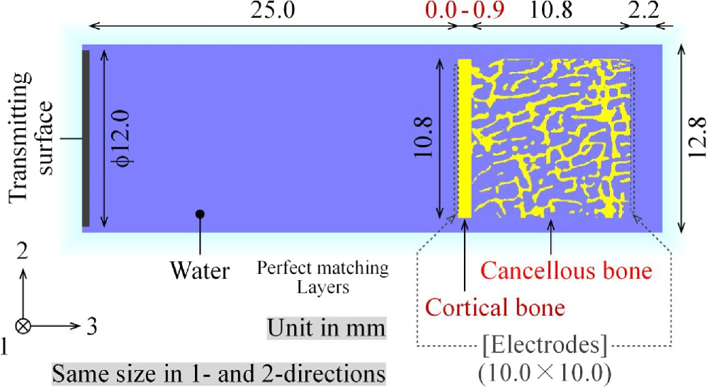 Effect of cortical bone layer on piezoelectric signal generated in ...