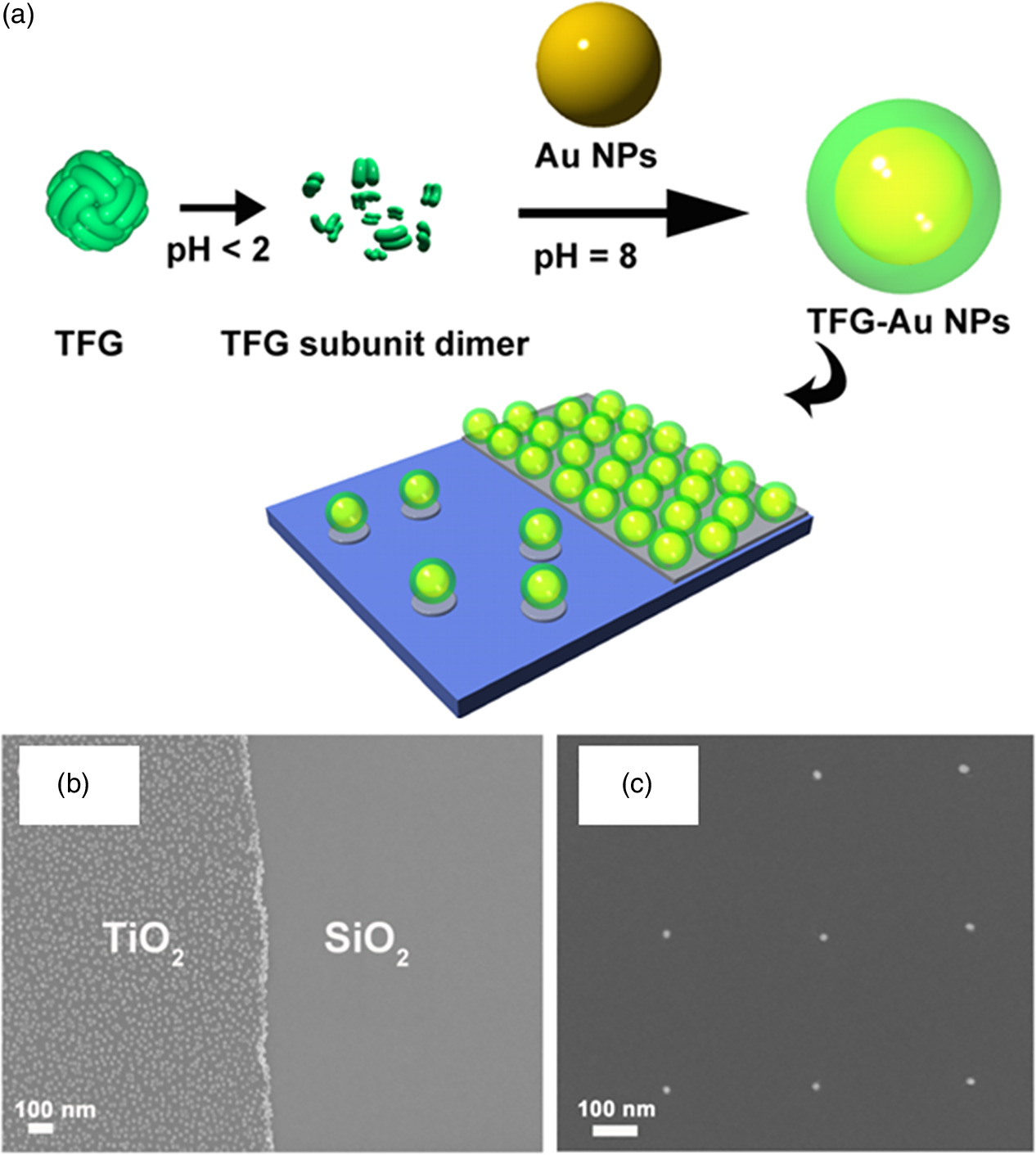 A nano-process by the fusion of bio- and inorganic materials technology ...