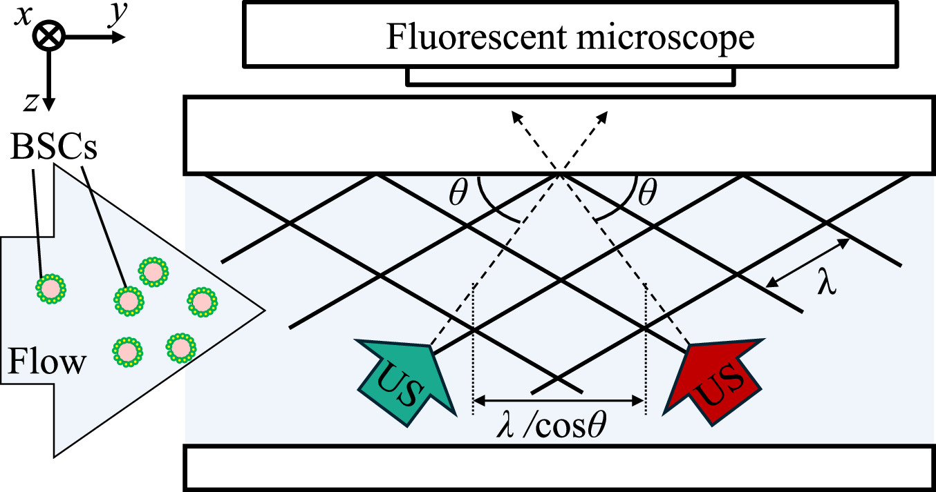 Burst wave conditions for vascular endothelial cells retained on ...