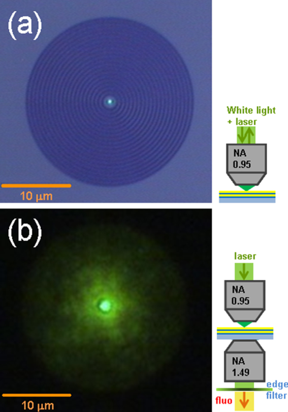 Fluorescence diffraction assisted by Bloch surface waves on a one ...