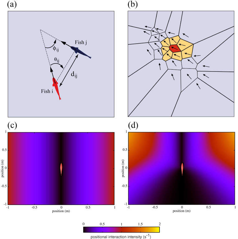 Swarming, schooling, milling: phase diagram of a data-driven fish ...
