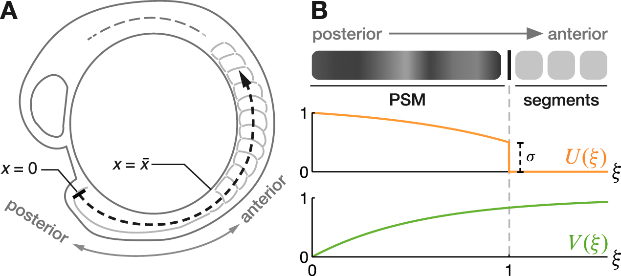 Continuum theory of gene expression waves during vertebrate ...