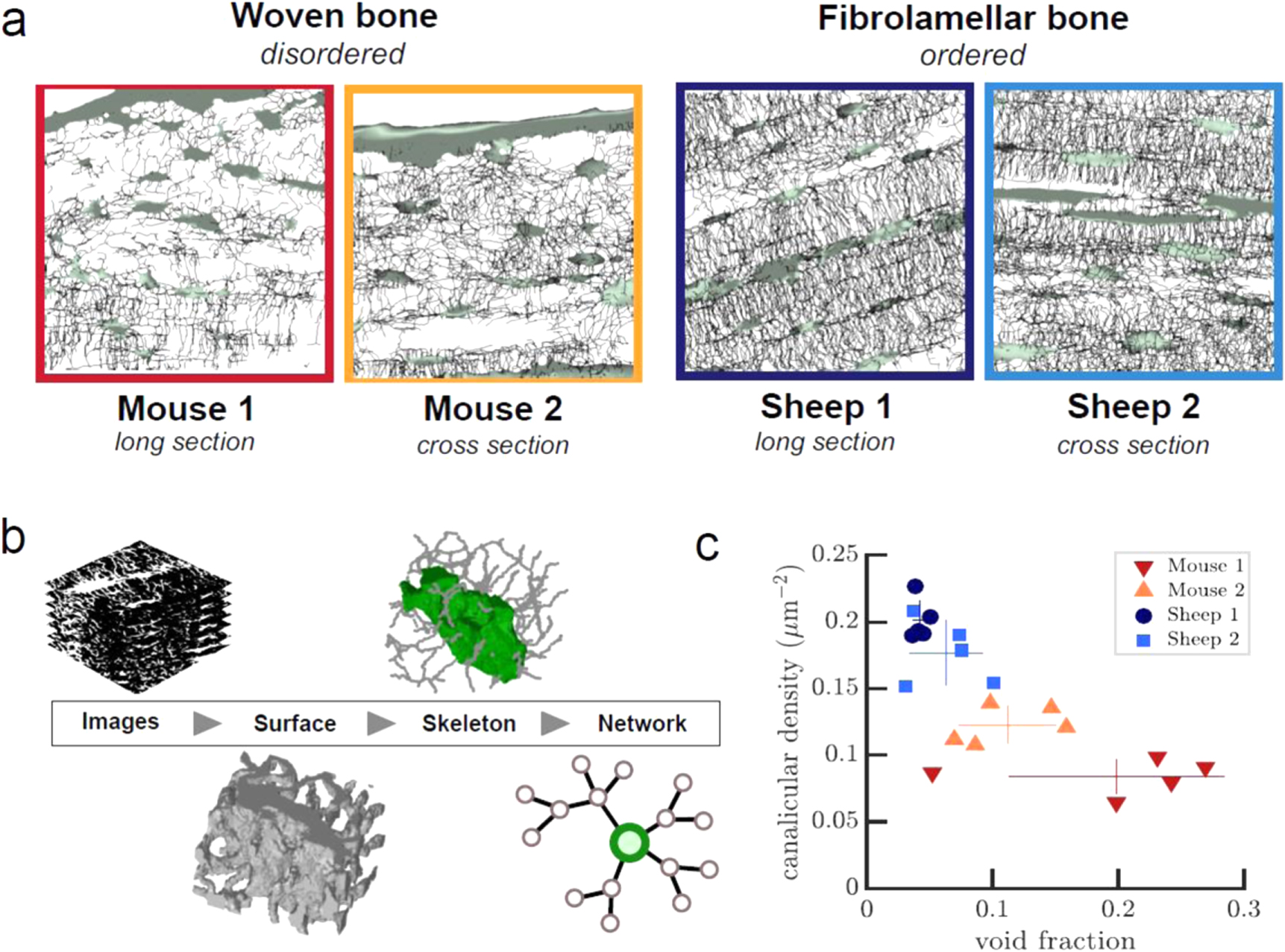 The small world of osteocytes: connectomics of the lacuno-canalicular ...