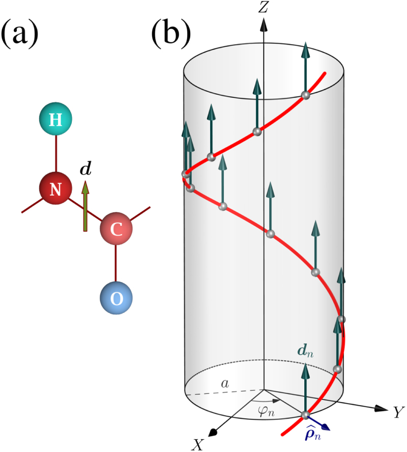 Spin dynamics in helical molecules with nonlinear interactions - IOPscience