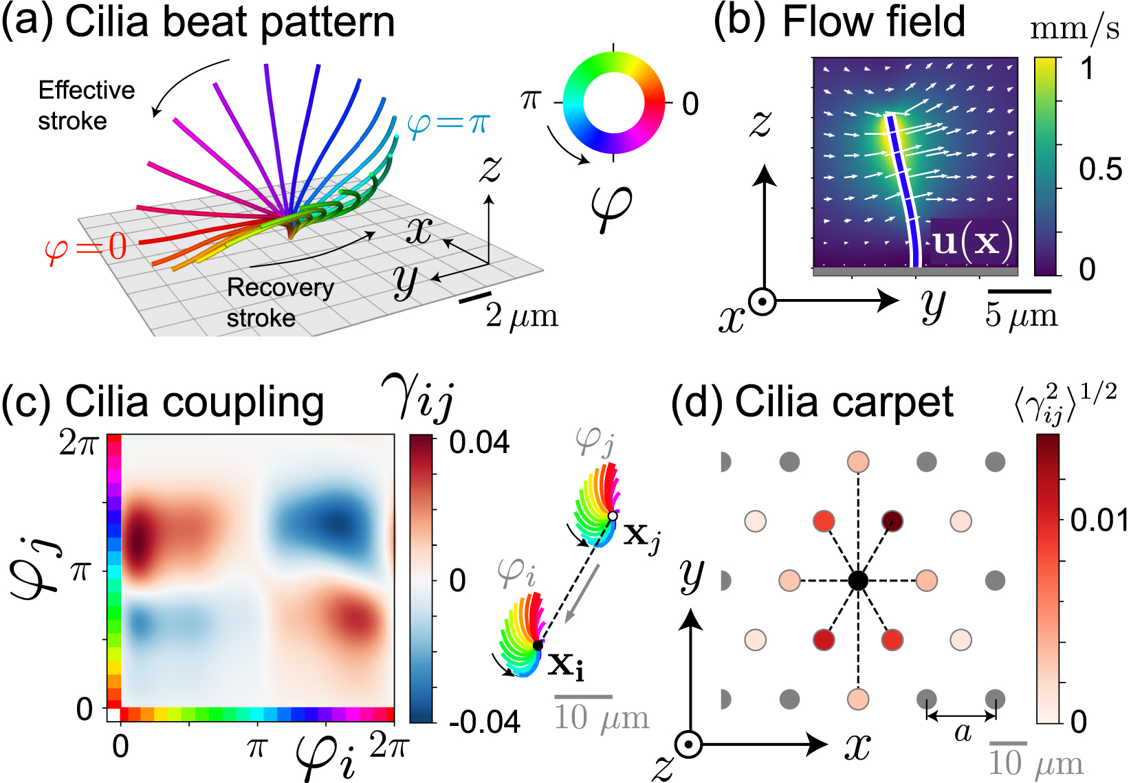 Synchronization in cilia carpets: multiple metachronal waves are stable ...