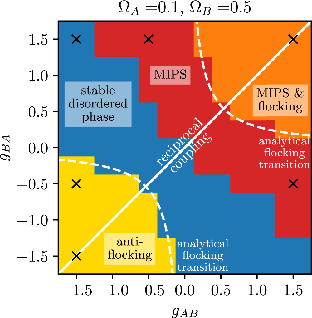 Clustering and flocking of repulsive chiral active particles with non ...