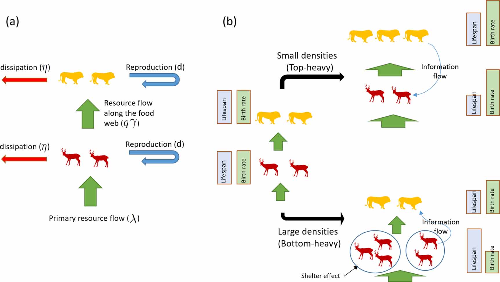 Predator–prey power laws: trophic interactions give rise to scale ...