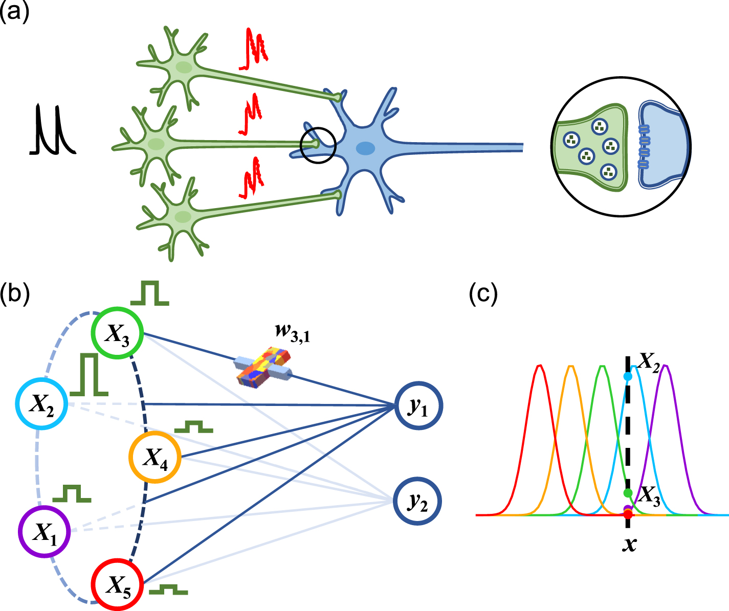 Nonuniform magnetic domain-wall synapses enabled by population coding ...