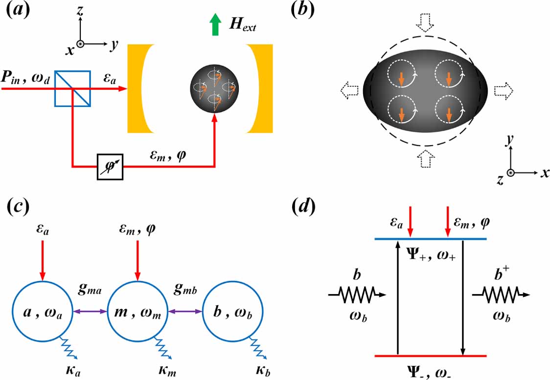 Generation and manipulation of phonon lasering in a two-drive cavity ...