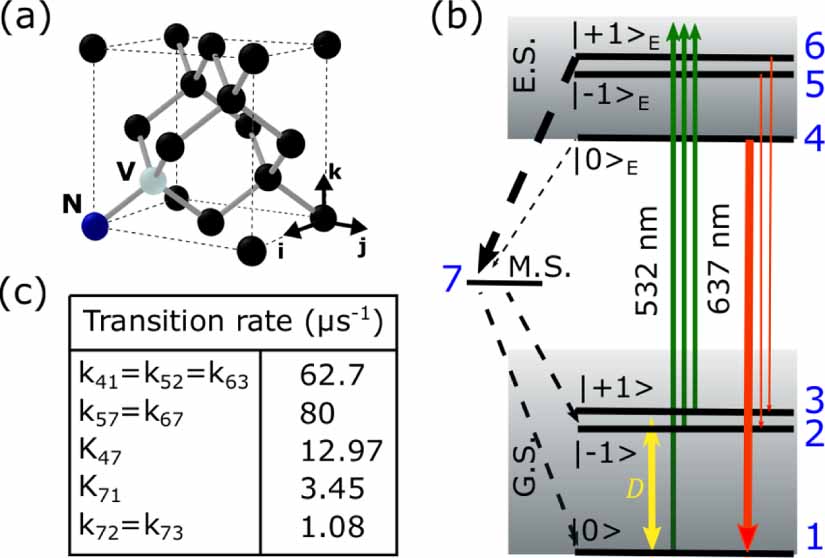 Modelling Rabi oscillations for widefield radiofrequency imaging in ...