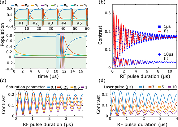 Modelling Rabi oscillations for widefield radiofrequency imaging in ...