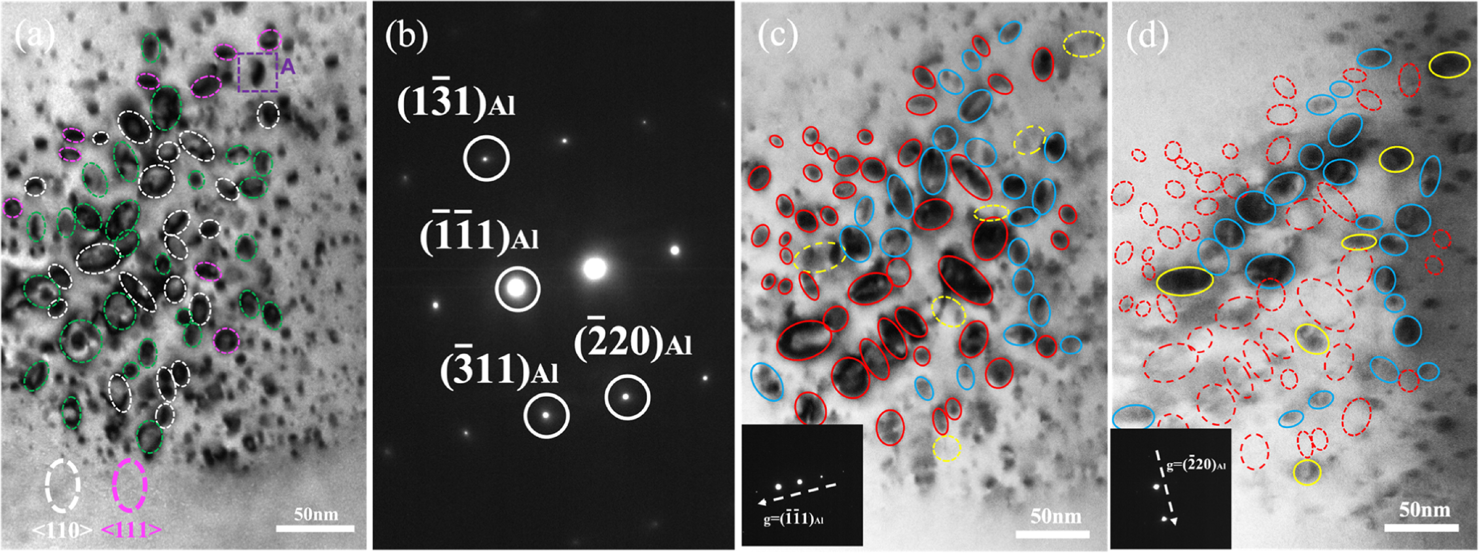 Selective evolution of 〈111〉 and 〈110〉 and dislocation loops in pure ...