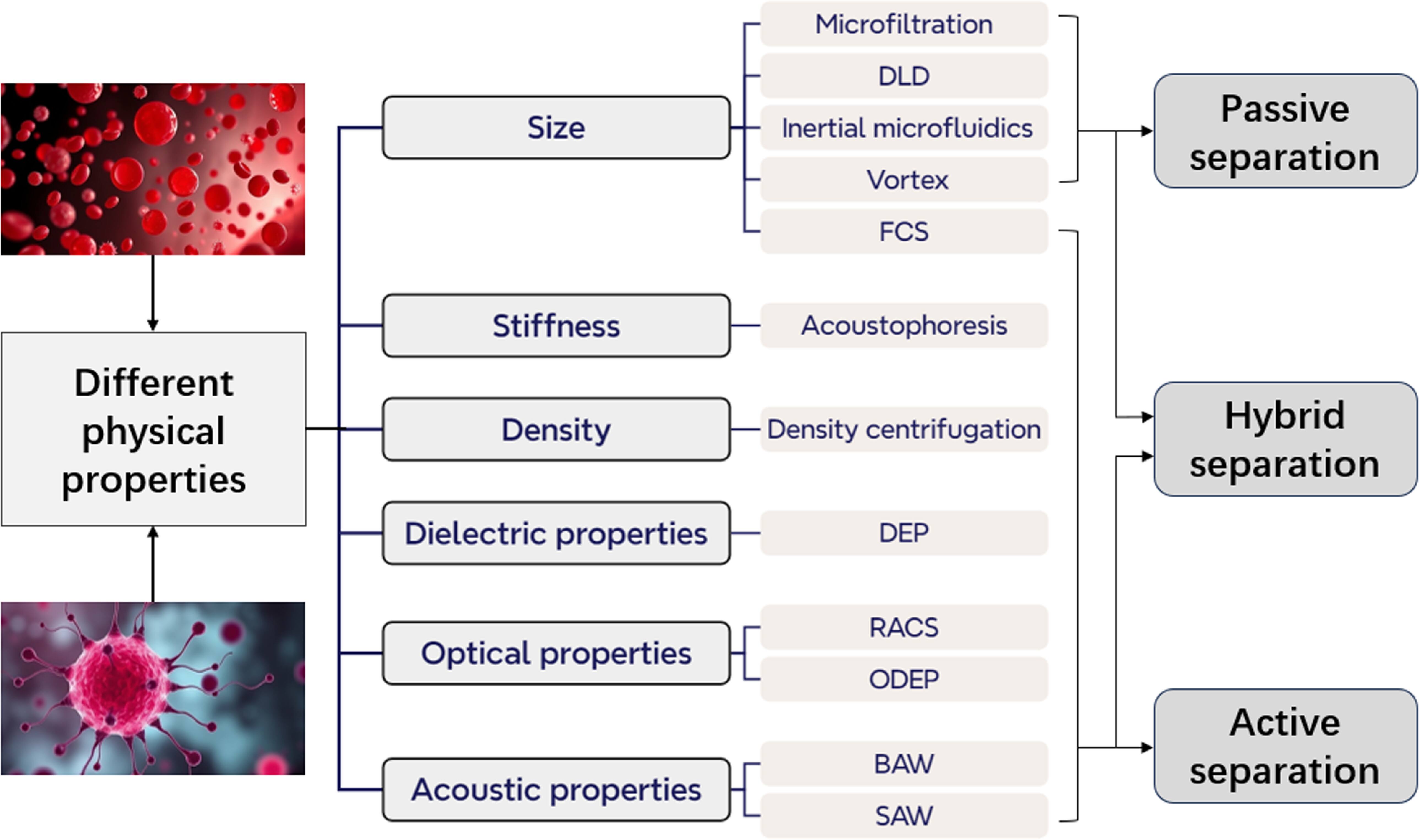 Development of microfluidic technology for sorting circulating tumor ...