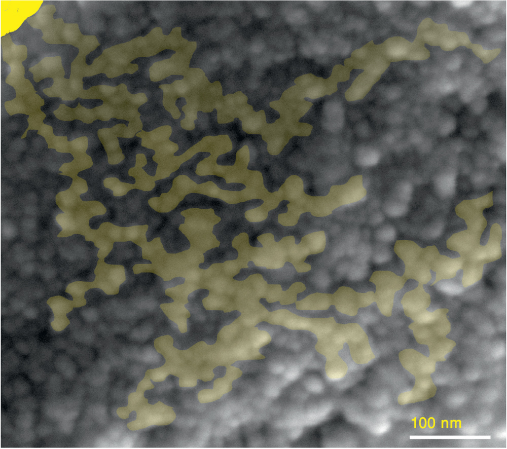 Biomineralization: mineral formation by organisms - IOPscience