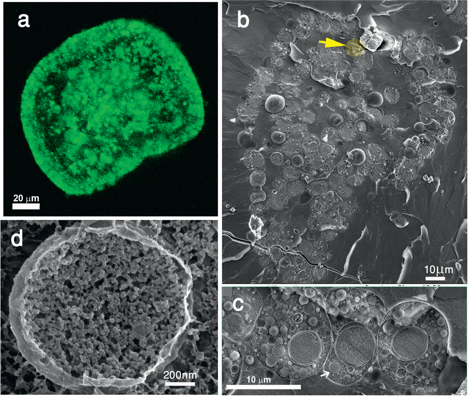 Biomineralization: mineral formation by organisms - IOPscience