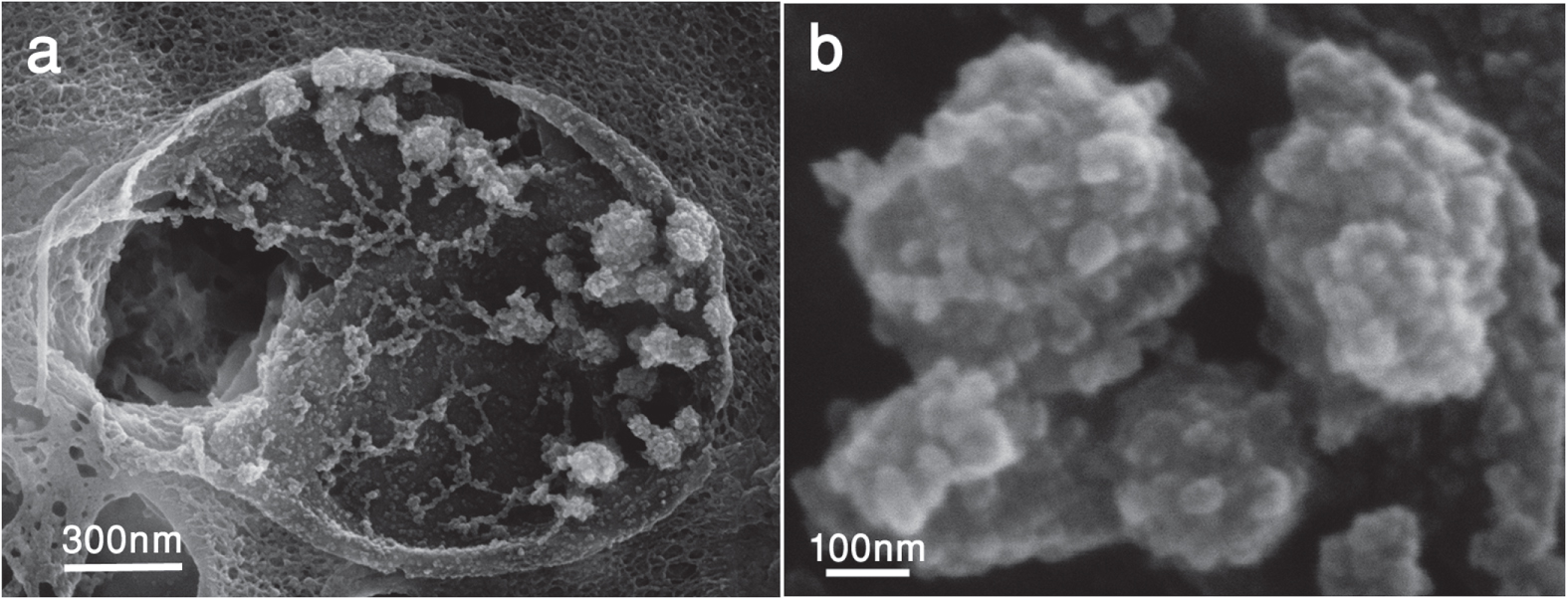 Biomineralization: mineral formation by organisms - IOPscience