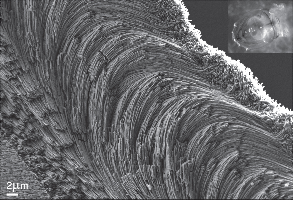Biomineralization: mineral formation by organisms - IOPscience