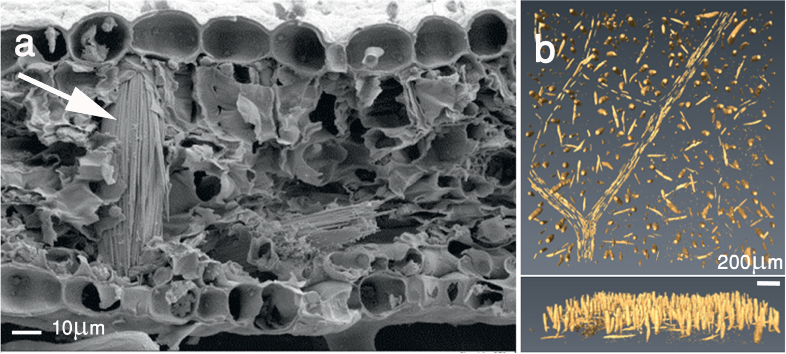 Biomineralization: mineral formation by organisms - IOPscience