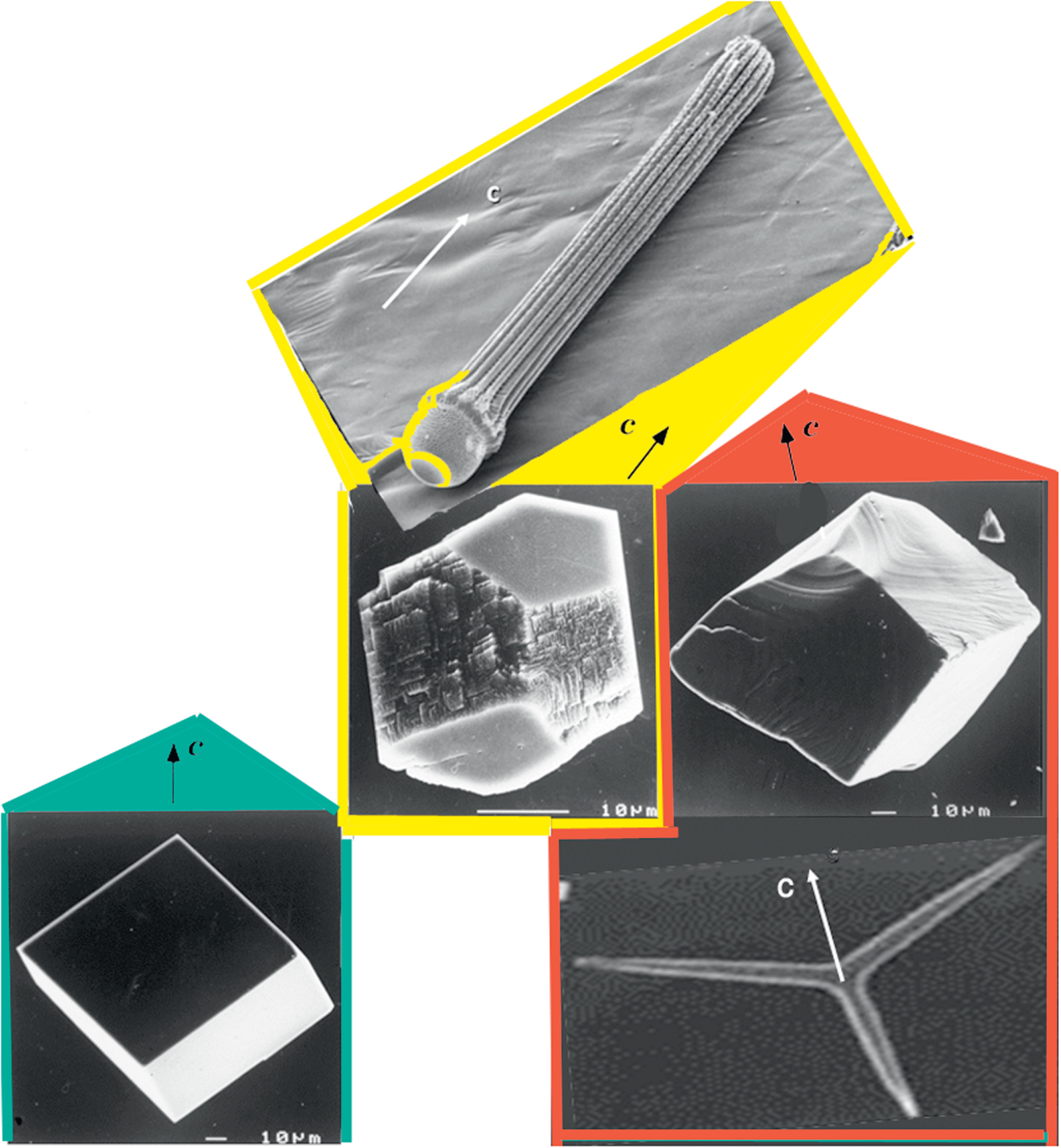 Biomineralization: mineral formation by organisms - IOPscience