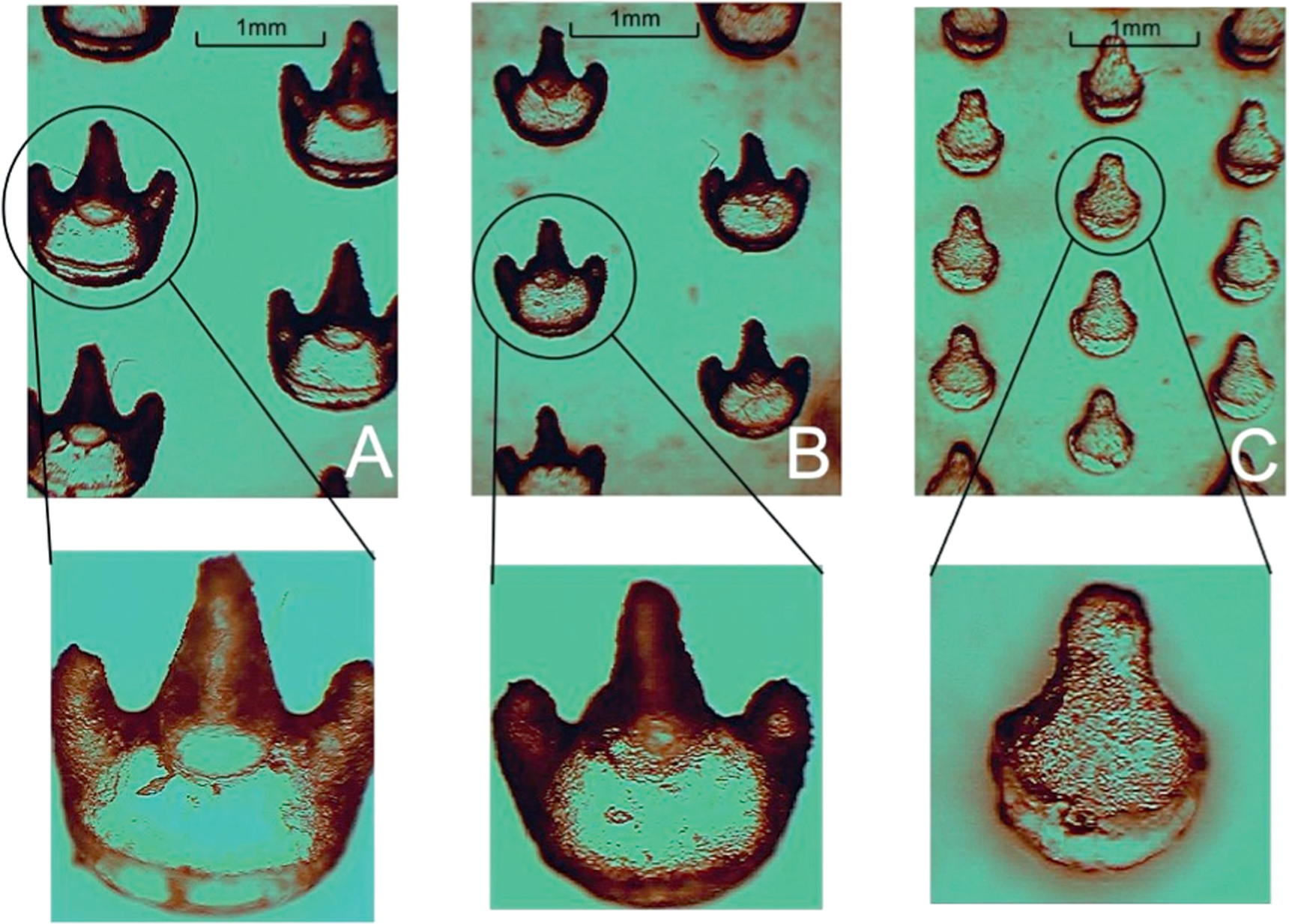 A study on the mechanical and antimicrobial properties of biomimetic ...