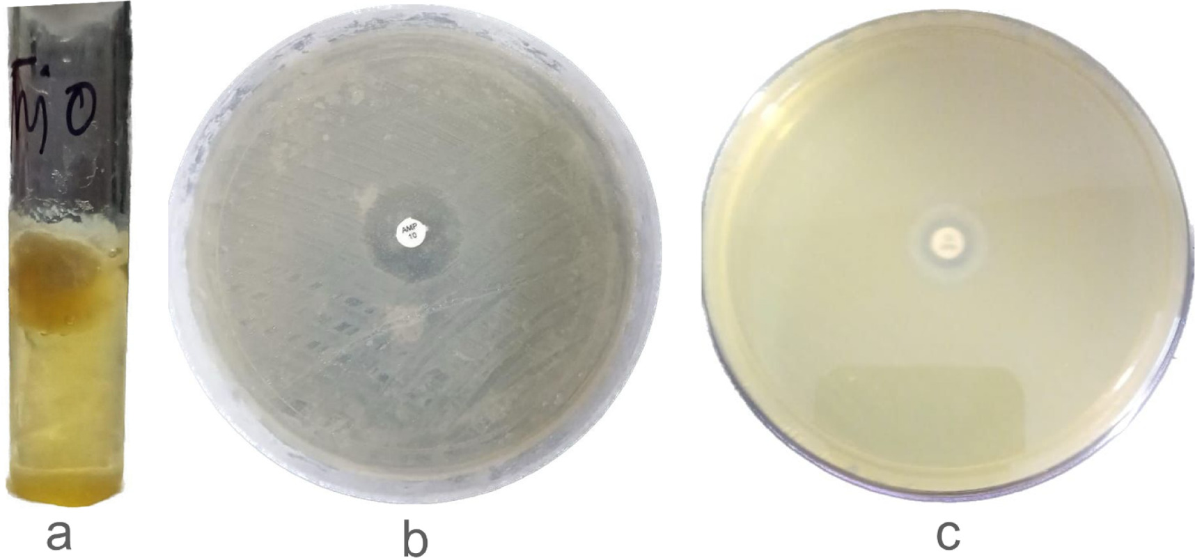 Cellulosic crystallinity and antimicrobial artistry of cactus cilia ...